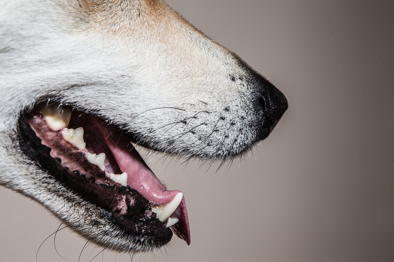 Canine Dental Anatomy: Dog's Teeth and Their Functions – Wag & Bright ...